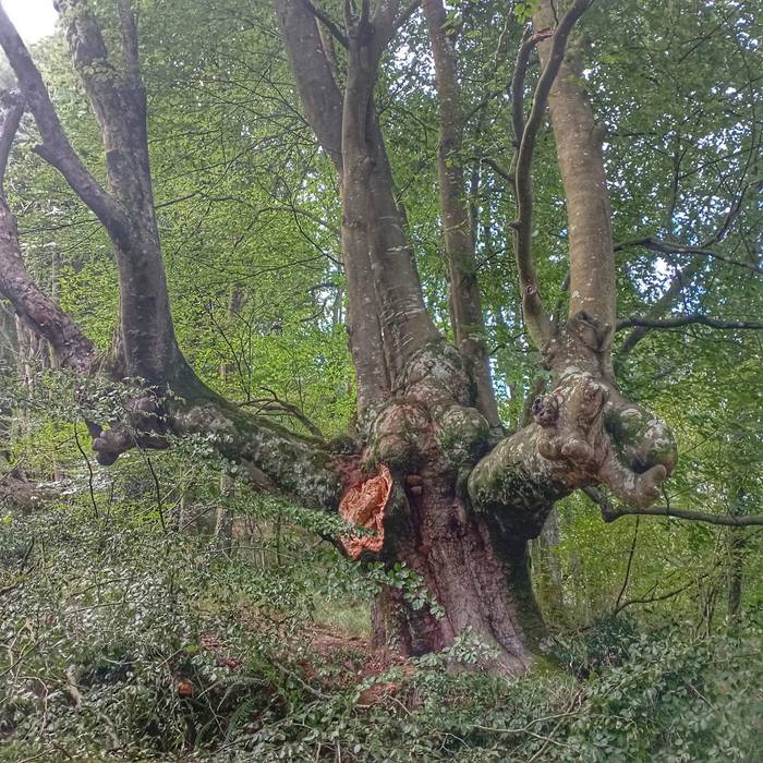 Altzoko Imazen pagoaren adar bat bota dute - Altzo - Tolosaldeko ataria